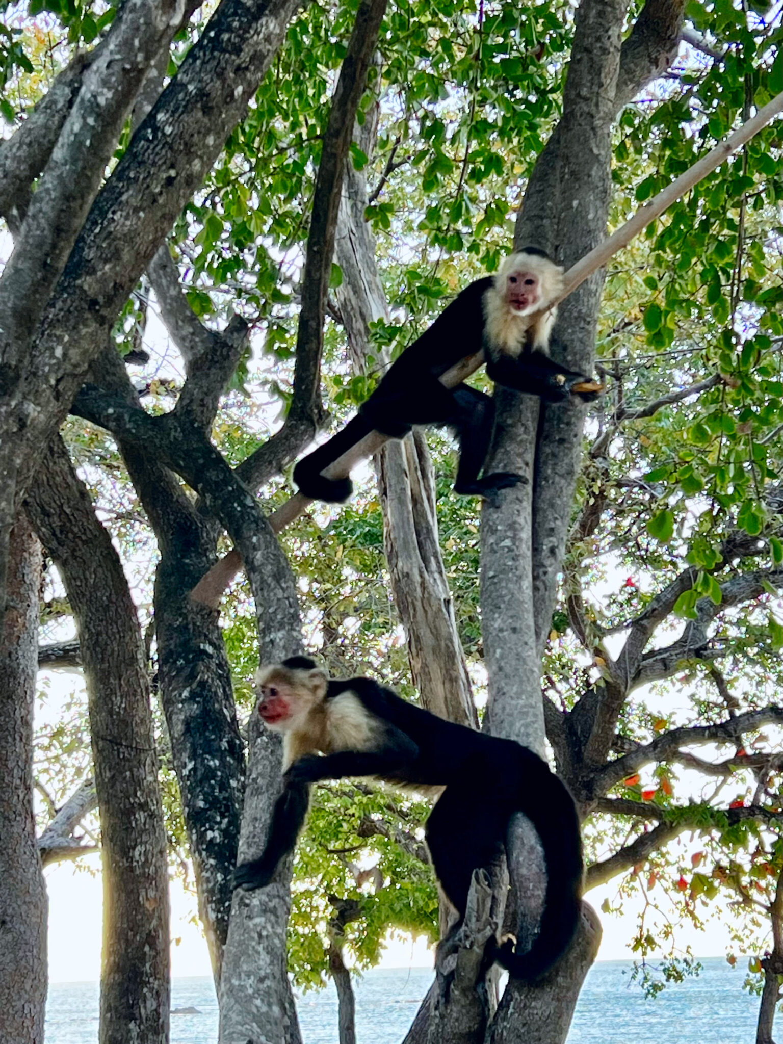 7 Days in Costa Rica: A Luxury Travel Guide to Beaches, Rainforest ...